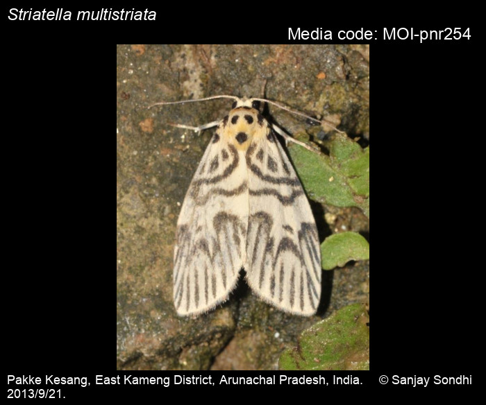 Striatella multistriata (Hampson, 1894) - | Moths